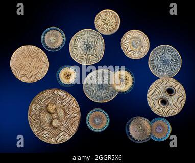 Mixed fossil species, Newcastle, Barbados Stock Photo - Alamy