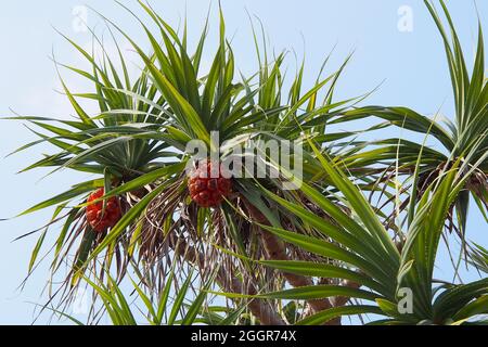 pandan, screw palm, screw pine, Schraubenbäume, Pandanus, csavarpálma ...