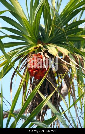 pandan, screw palm, screw pine, Schraubenbäume, Pandanus, csavarpálma ...