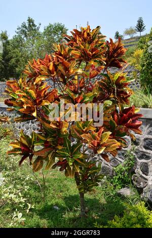 fire croton, garden croton, variegated croton, Kroton, Wunderstrauch ...