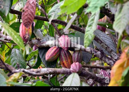 cacao bean, cacao tree, cocoa tree, Kakaobaum, cacaoyer, Theobroma ...