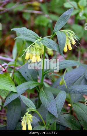 tuberous comfrey, Knoten-Beinwell, Knotige Wallwurz, Consoude à ...