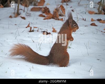 red, squirrel, cumbria, winter, wildlife Stock Photo - Alamy