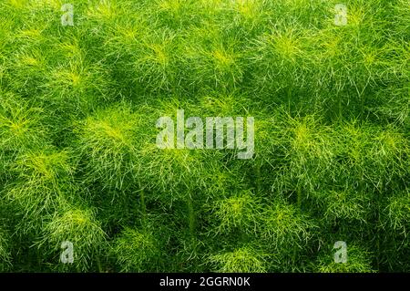 Adas leaves (Foeniculum vulgare Mill), a biennial medicinal and ...