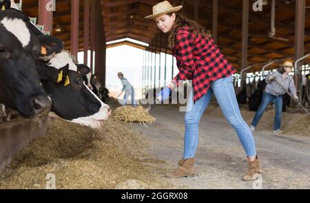 Farmer working in cowshed, engaged in breeding of milking holstein cows ...