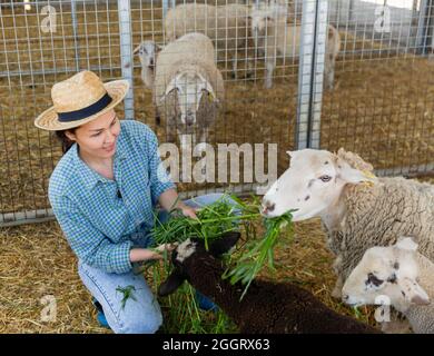 Hardworking kazakh woman farmer feeds cattle with freshly cut grass ...