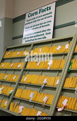 A display of corn growing winners at the Minnesota State Fair Stock ...