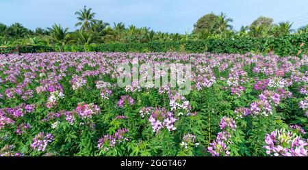 Cleome spinosa flower field blooms brilliantly in eco-tourism area ...