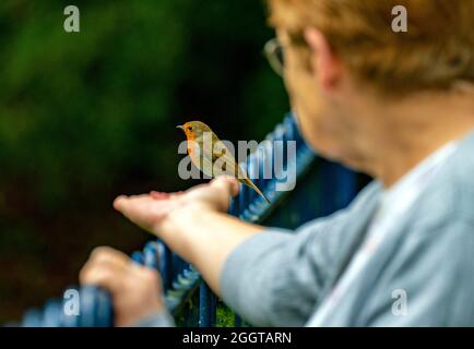 A lady hand feeds a wild robin at Sefton Park in Liverpool. Picture ...