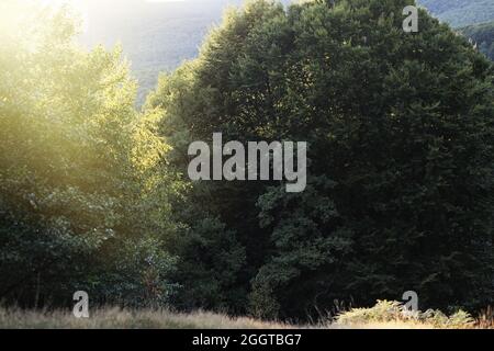 Peaceful relaxing mountain view. Carpathian mountains at the sunset ...