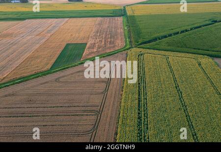 Sunflower, Corn and another crop fields diagonal view, Podlaskie ...