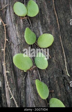 Pyrrosia rupestris (also called the rock felt fern) on the tree Stock ...