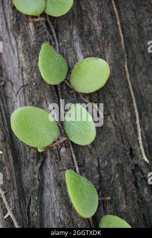 Pyrrosia rupestris (also called the rock felt fern) with a natural ...