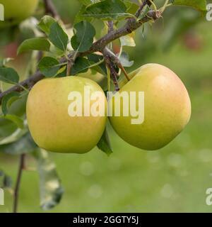 apple (Malus domestica 'Sirius', Malus domestica Sirius), cultivar ...