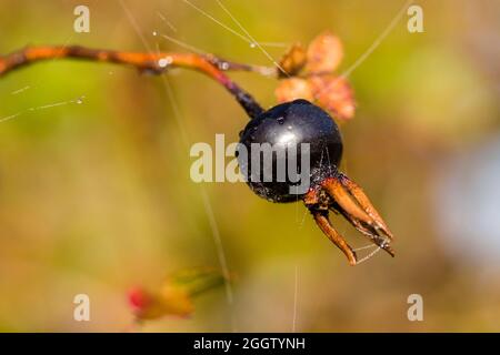 Black Rose Hips, Rosa pimpinellifolia, Rosaceae. Syn. Rosa spinosissima ...