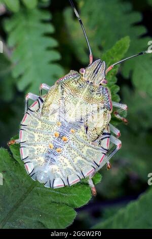 Non Exclusive: GUATEMALA CITY, GUATEMALA- SEPTEMBER 2: General view A ...