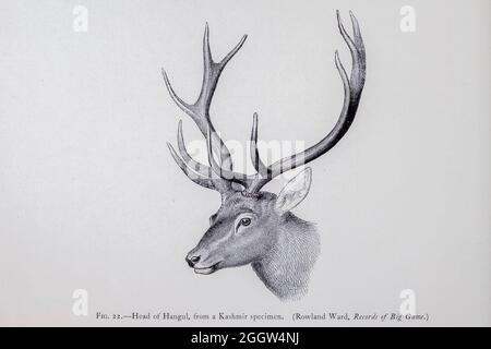 The Kashmir stag (Cervus hanglu hanglu), also called hangul, is a ...