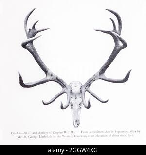 . The deer of all lands; a history of the family Cervidæ living and ...