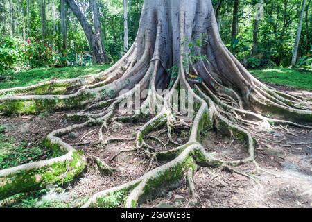 Bearded Fig Tree, Ficus citrifolia, Barbados Stock Photo - Alamy