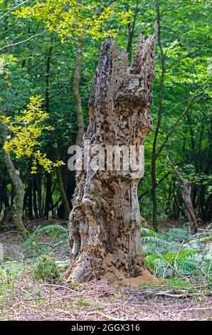 Old rotting tree stump showing age and decay from many years Stock ...