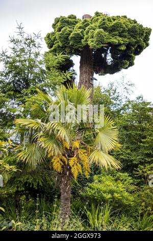 tropical rainforest. tall trees and grass Stock Photo - Alamy