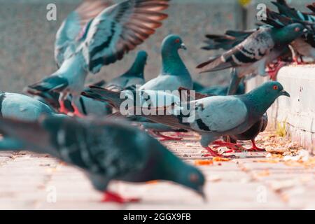 Beautiful shot of doves on a street Stock Photo - Alamy