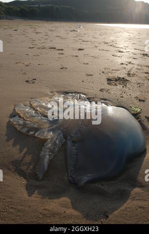 Gower, Swansea, UK. 3rd September, 2021. UK Weather: Large jelly fish ...