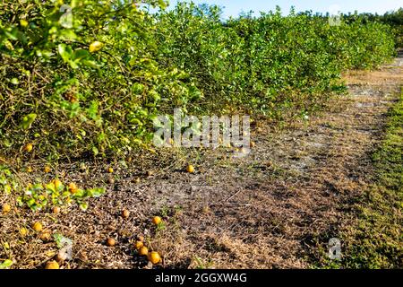 Southwest Florida farm agricultural field with grove of orange fruit ...