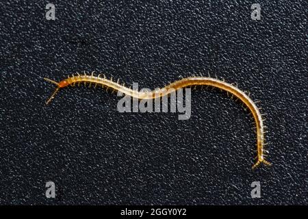 Soil centipede (Geophilomorpha Stock Photo - Alamy
