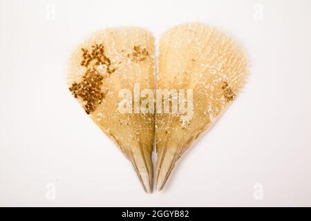 Pinna nobilis, an endangered shellfish with its interesting appearance ...