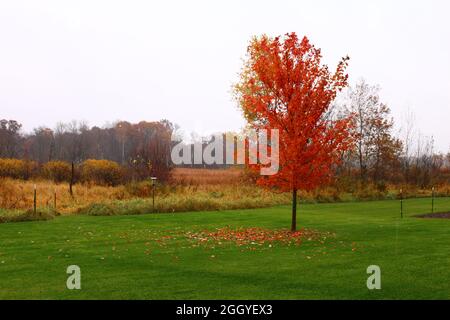 Maple tree in fall Minnesota Stock Photo - Alamy
