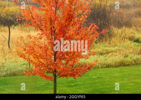 Maple tree in fall Minnesota Stock Photo - Alamy