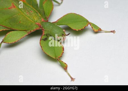 Female Monteith’s Leaf-insect, Phyllium monteithi, on a white ...
