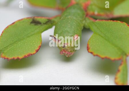 Female Monteith’s Leaf-insect, Phyllium monteithi, on a white ...