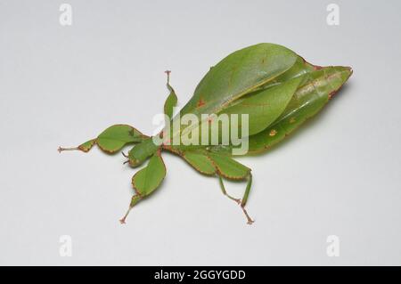 Female Monteith’s Leaf-insect, Phyllium monteithi, on a white ...