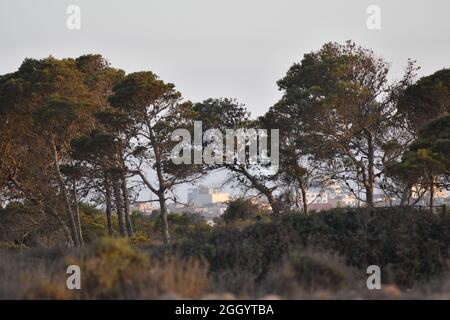 Forest and grassland of Oran, Algeria Stock Photo - Alamy