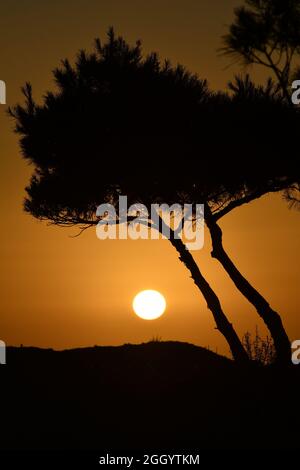 Sunset view in Canastel forest, Oran - Algeria Stock Photo - Alamy