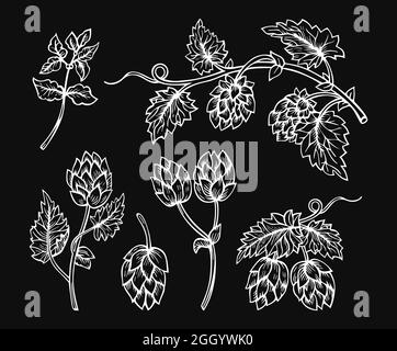A pattern of black and white hops on a white background. Beer ...