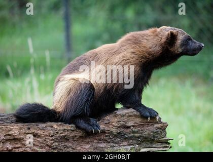 Wolverine in captivity at ZSL Whipsnade Zoo Stock Photo - Alamy