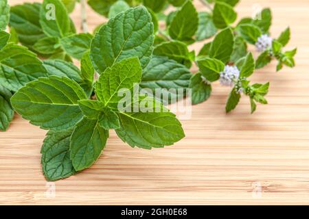 Closeup fresh peppermint leaves and peppermint flower from the garden ...