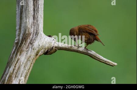 Wren grooming plumage Stock Photo - Alamy