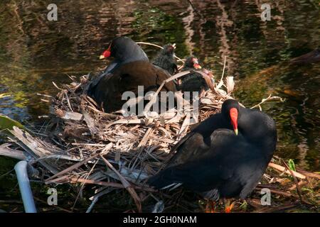 Sydney Australia, Dusky moorhen with chicks on nest Stock Photo - Alamy