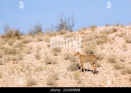 Cheetah walking in sand dune isolated in sky in Kgalagadi transfrontier ...