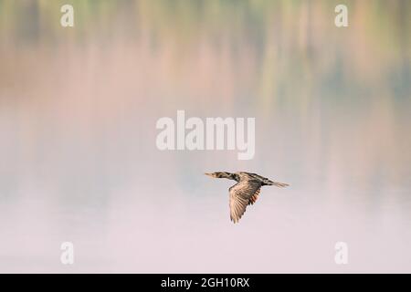 Carambolim Lake, Goa, India. The Indian Cormorant Flying Above Water ...