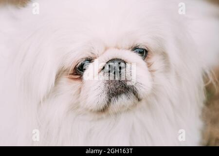 Pekingese also lion dog an ancient breed toy dog, from China, a ...