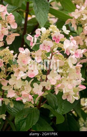 Red hydrangea grows in garden against black wooden wall. Scarlet ...