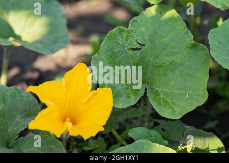 Blooming zucchini on a sunny day. Yellow zucchini flower in green ...