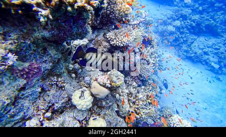an amazingly beautiful dark blue fish with a white dot swims next to ...