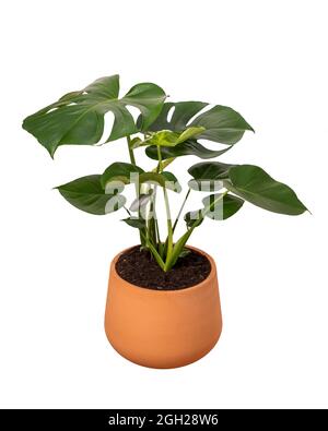 White palm leaves in a ceramic vase on a table Stock Photo - Alamy