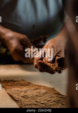 Closeup shot of a worker making cigarettes with a mechanical device ...